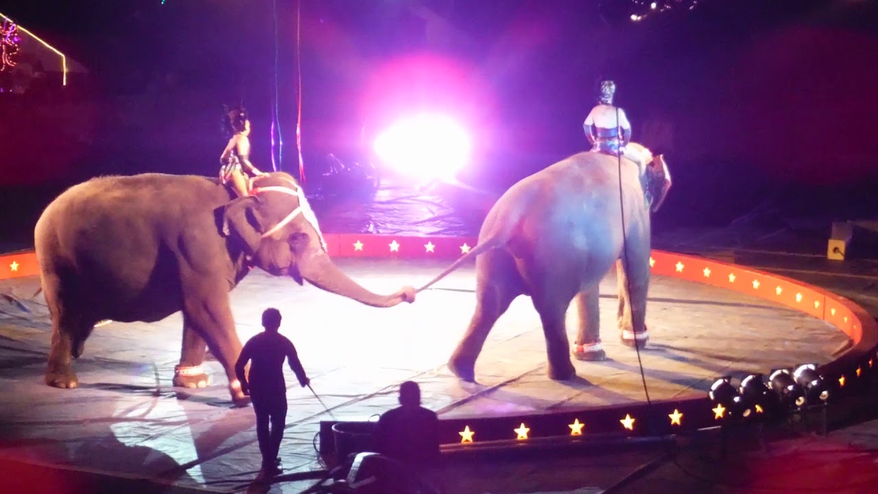 Shrine Circus Elephant Show :) - YouTube