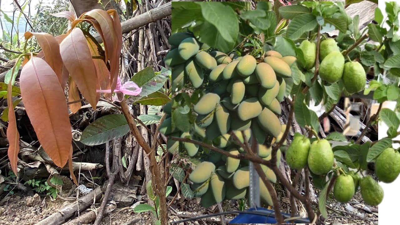 How to quickly graft a mango branch into a guava tree so that the fruit ...