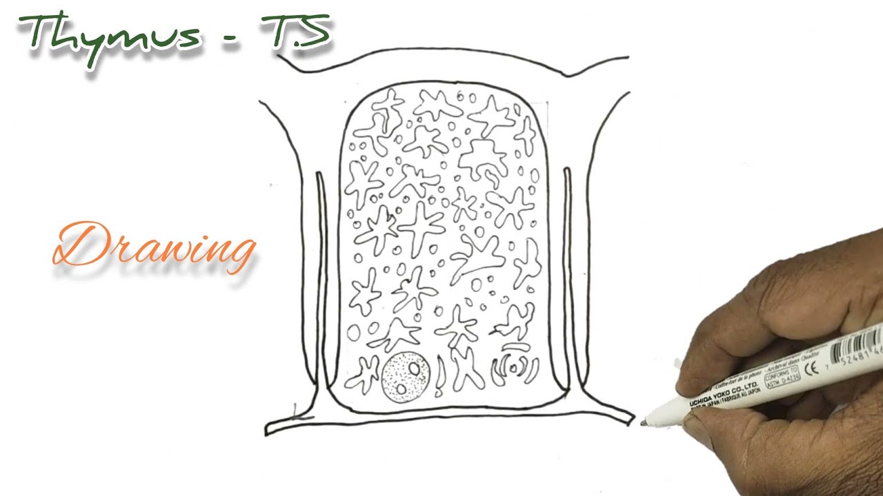 Thymus Gland/ How to draw Thymus Gland- T.S - YouTube