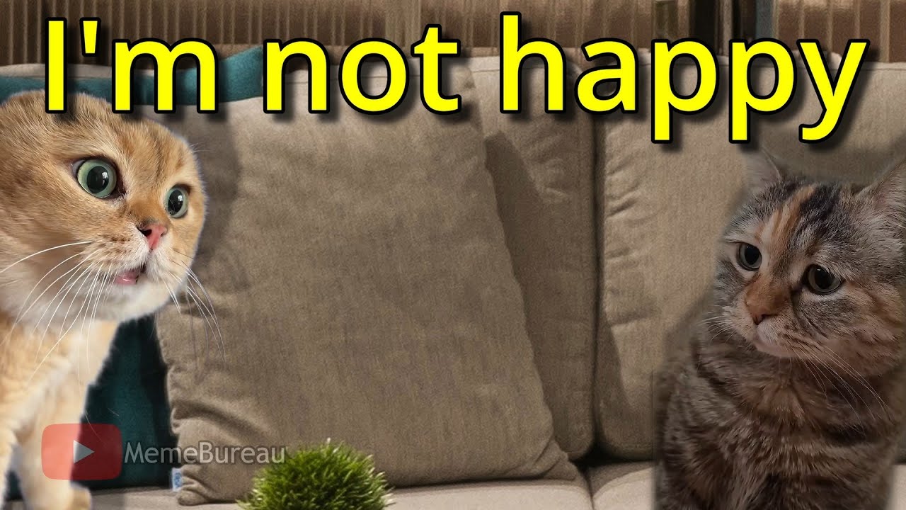 A cat is not happy - YouTube
