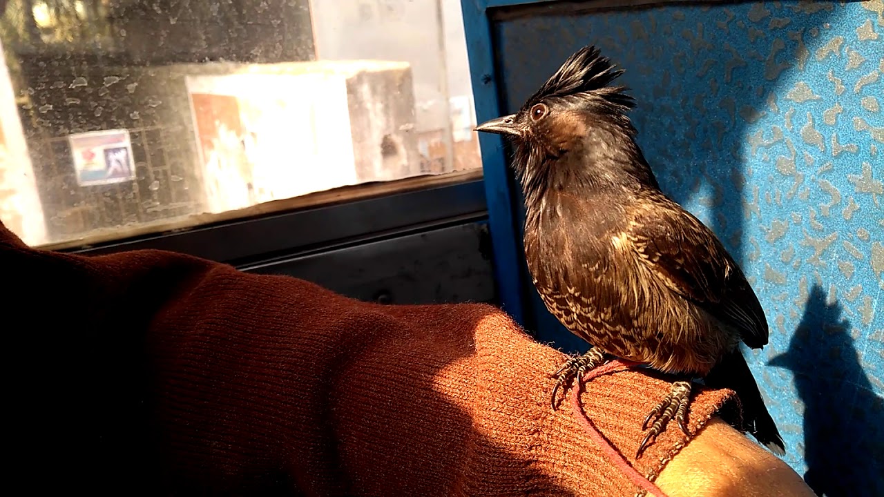 Trained bulbuli - YouTube