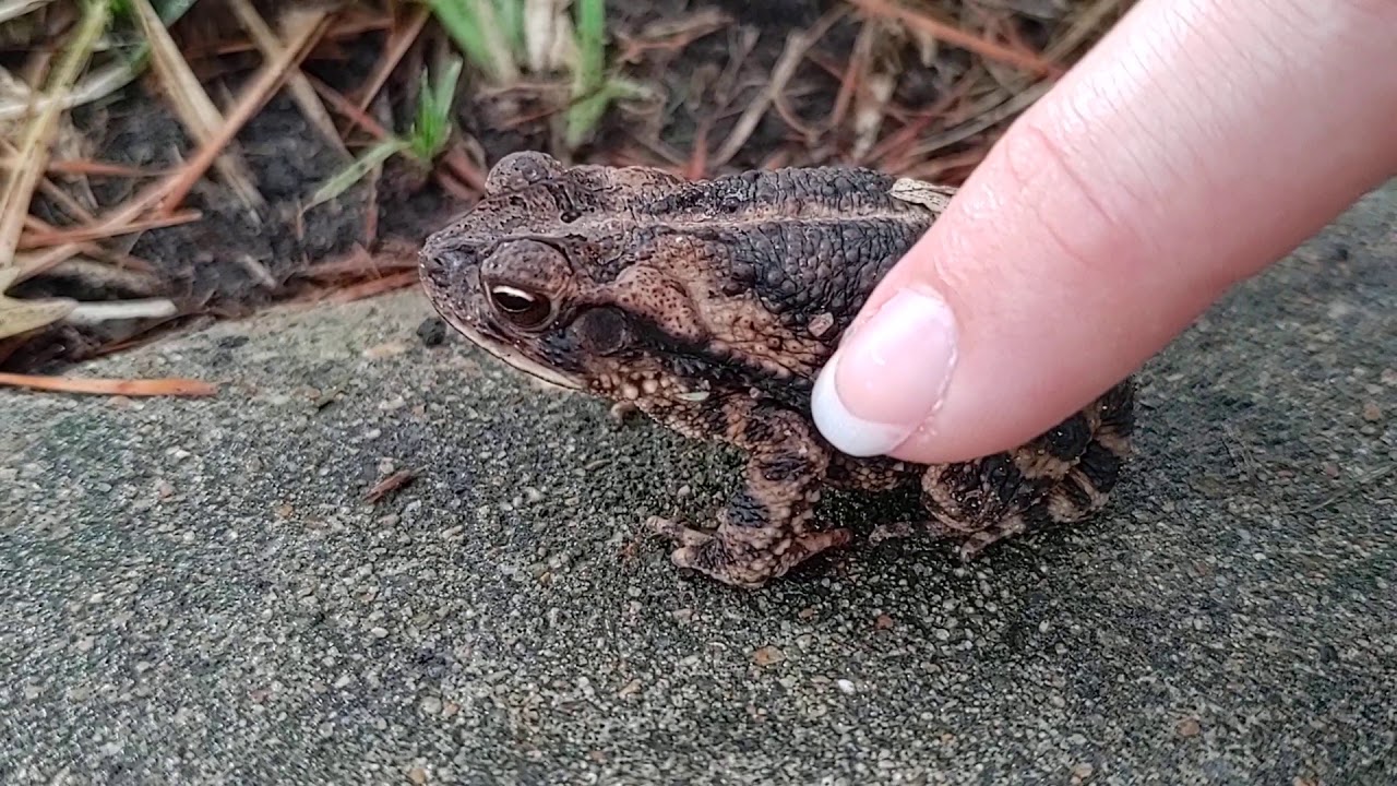 Tickle a Toad in November - YouTube