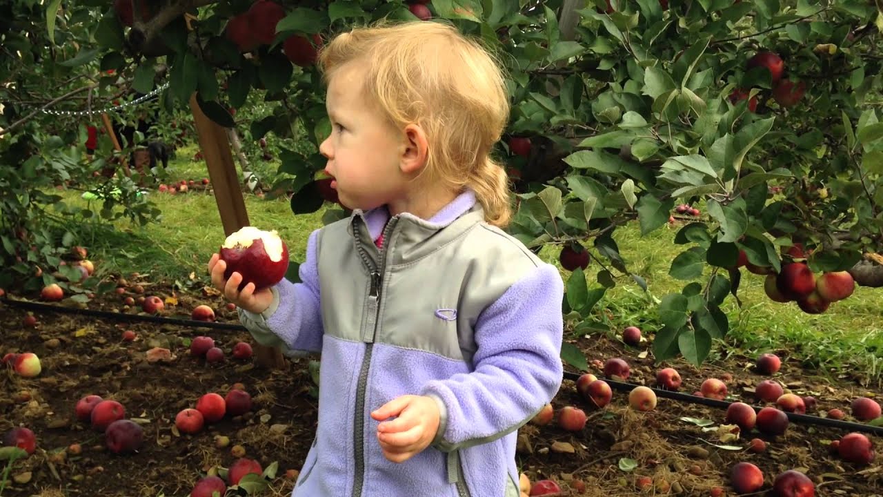 Munching on an apple - YouTube