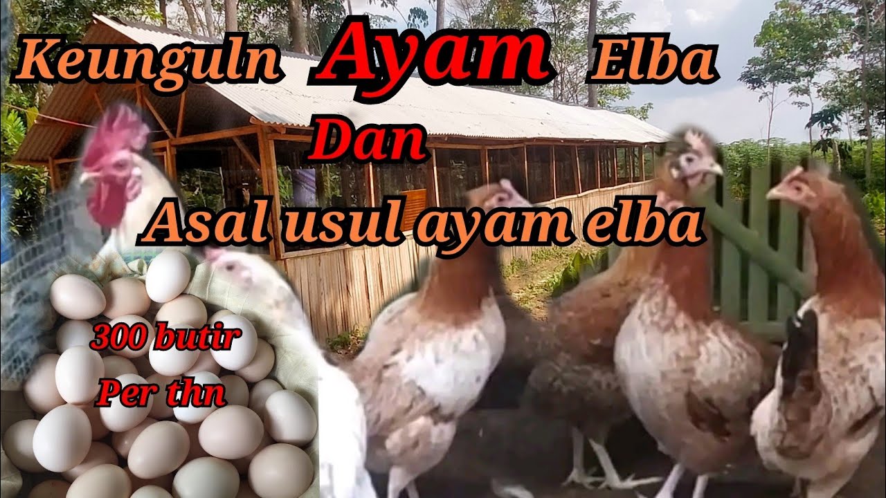 KEUNGGULAN AYAM ELBA ayam kampung petelur unggulan peternak@Unggas ...