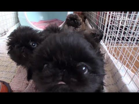 Fino köpeği asla kötü bir saç gününü | Kritter Klub