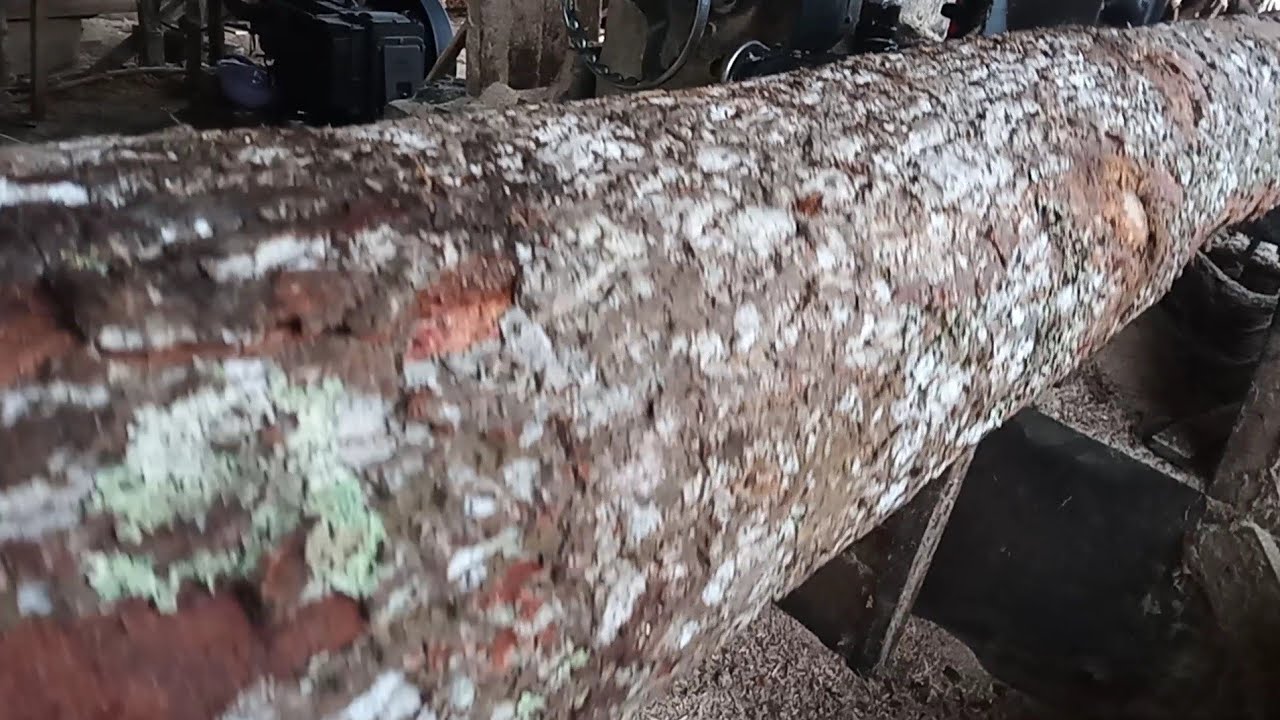 KAYU PUSPA, kayu gatal tapi banyak peminatnya (proses penggergajian ...