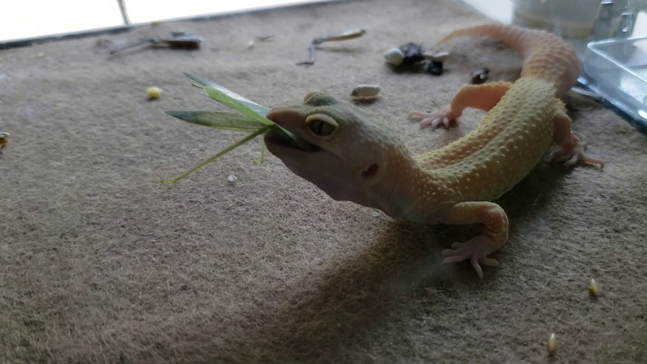 Gill Eating a Katydid - YouTube