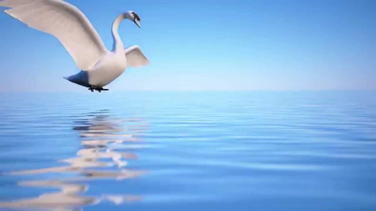 Cygnet Infotech New Logo Launch - YouTube