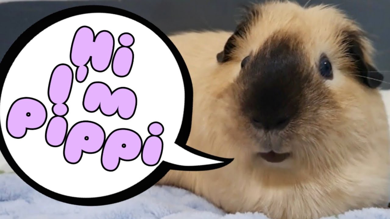Hi I'm Pippi - hughug a guinea pig - YouTube