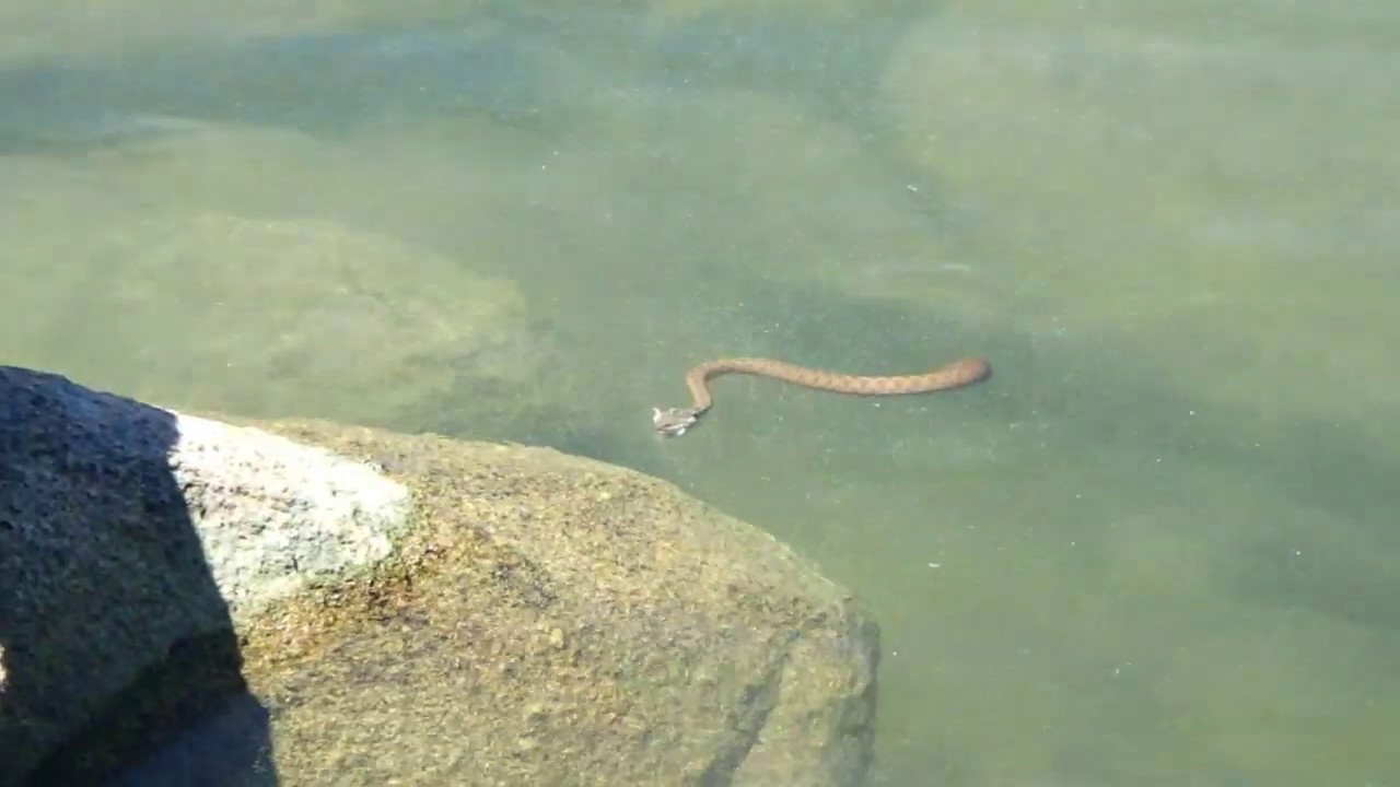 CULEBRA COMIENDO PECES (SNAKE EATING FISH) - YouTube