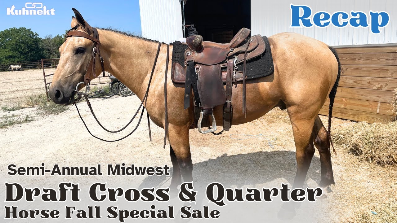 Highest Seller from the Semi-Annual Midwest Draft Cross & Quarter Horse ...