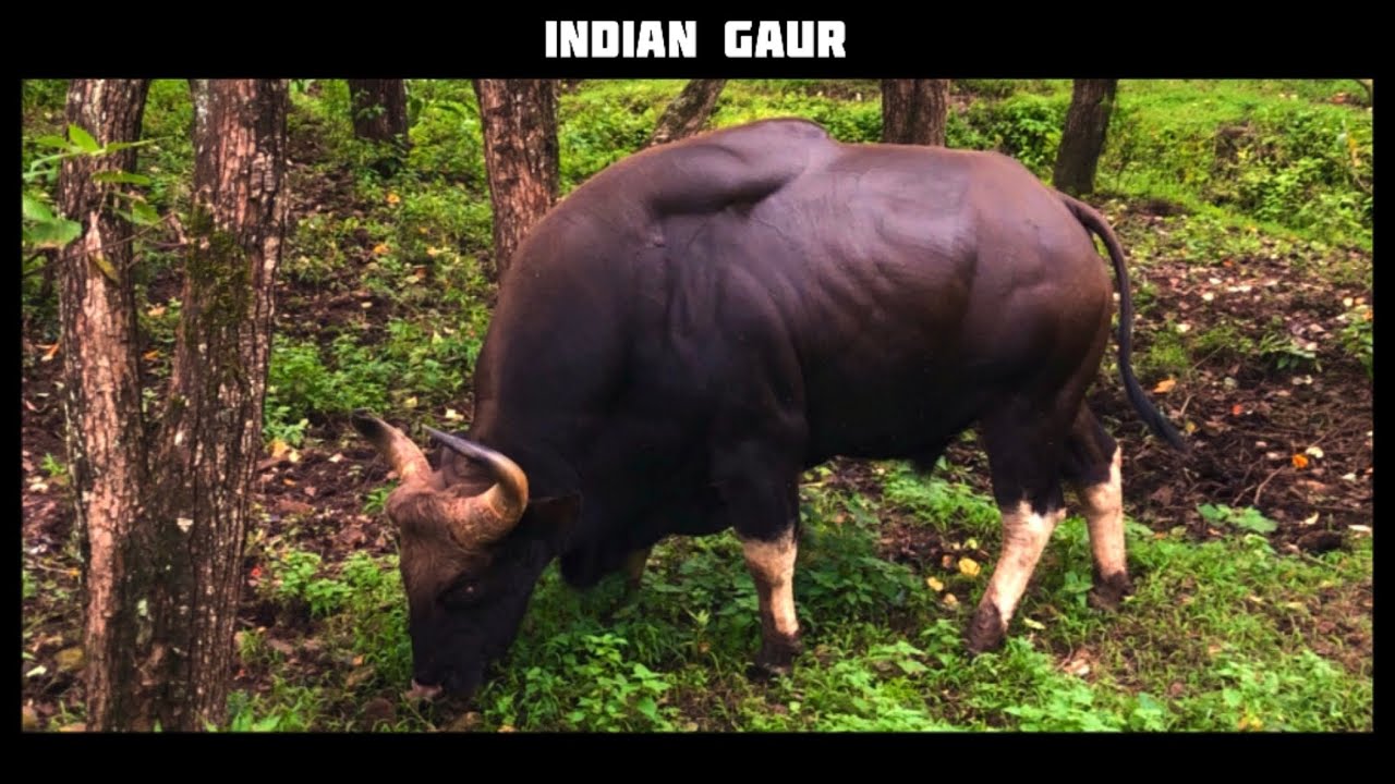 Indian Gaur at Kodaikanal - YouTube
