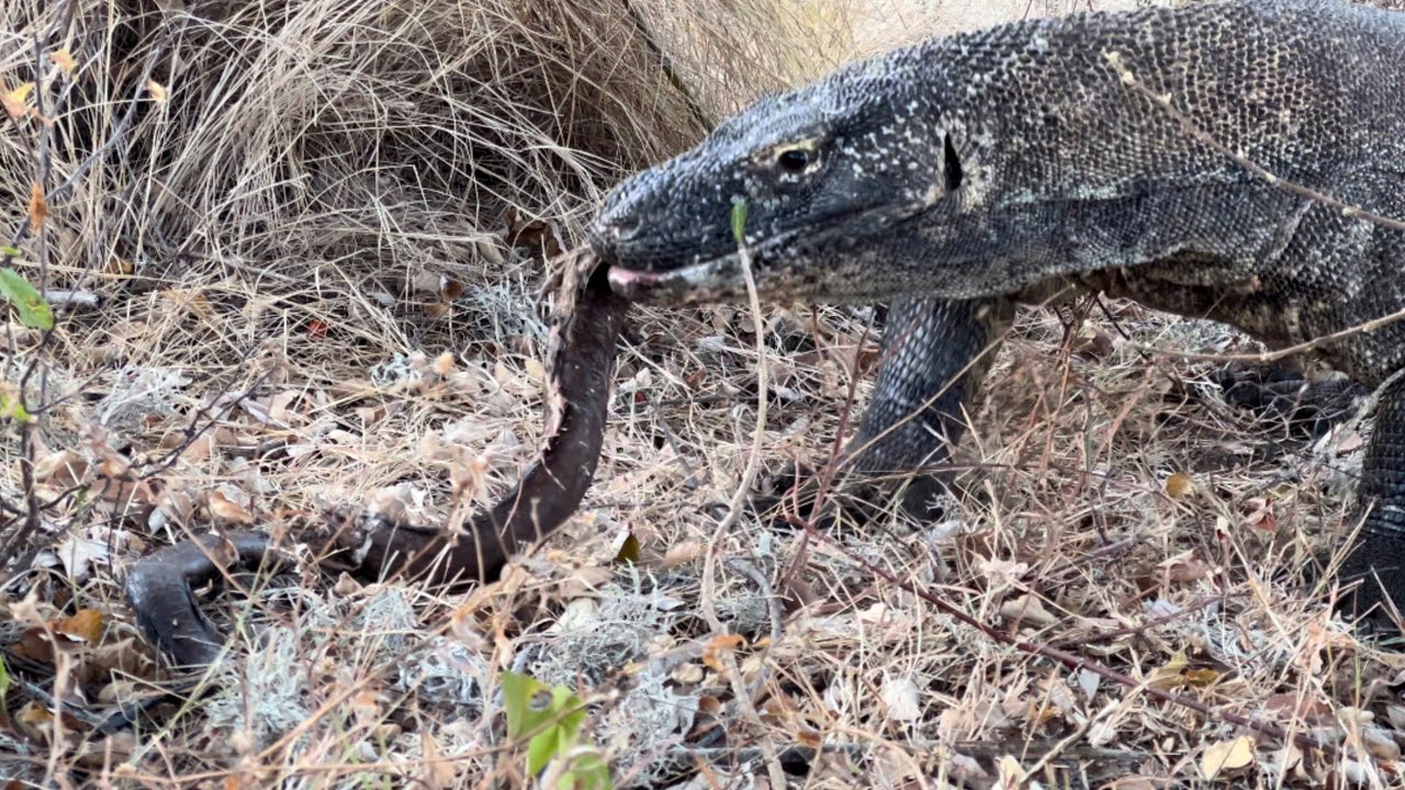 Komodo Prey On Long Animals Such As Black Snakes - YouTube