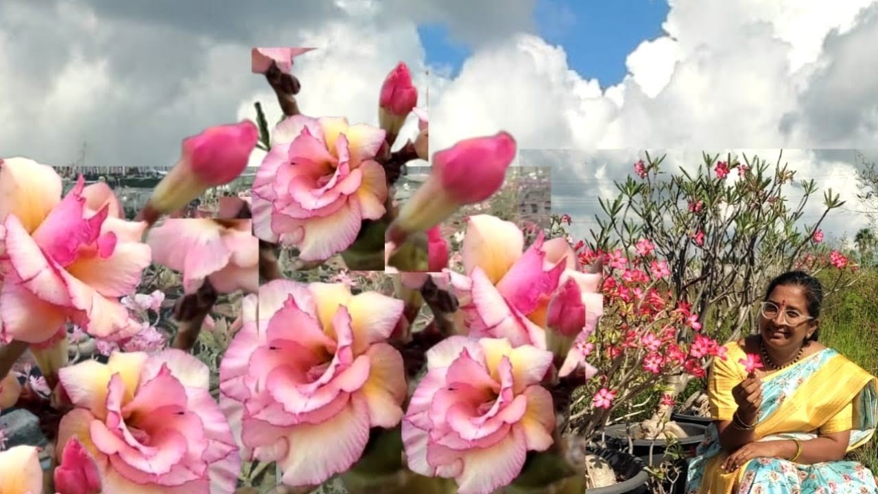 Amazing Flowering of Adeniums in Hyderabad Adeniums nursery # ...