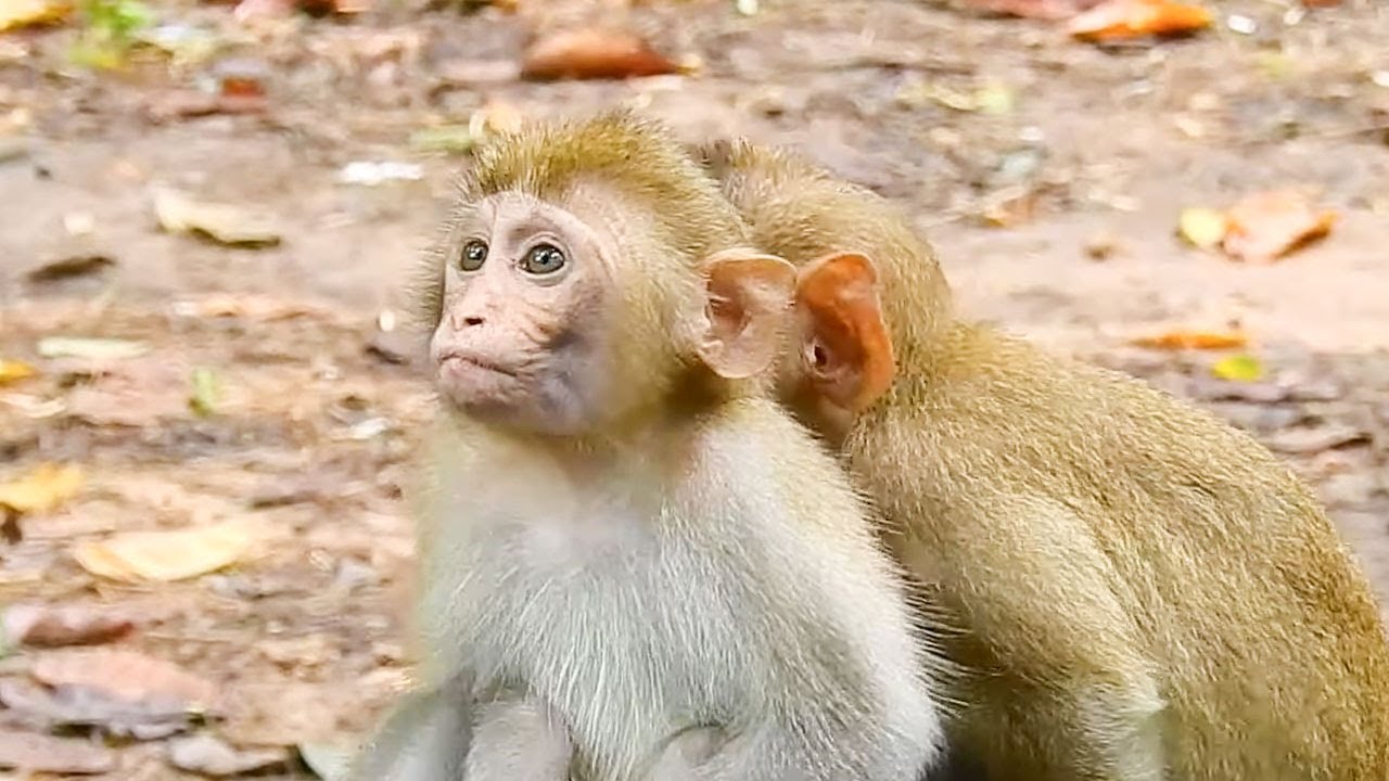 The two monkeys are so happy for each other - YouTube