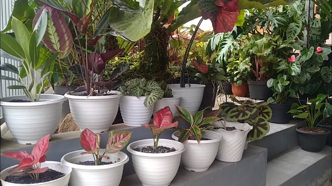 SELALU INDAH DAN SEGER KEADAAN HALAMAN RUMAHNYA|TANAMAN HIAS DIDEPAN ...