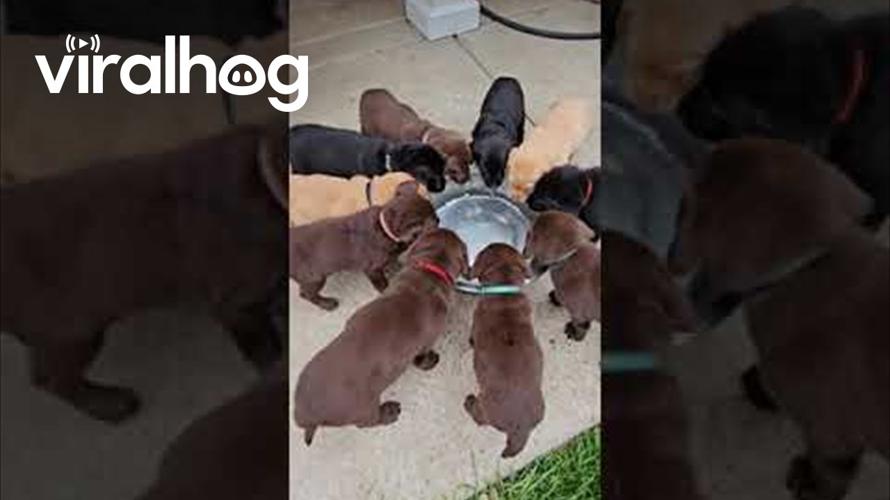 Labrador Puppies Learn to Lap Water || ViralHog - YouTube