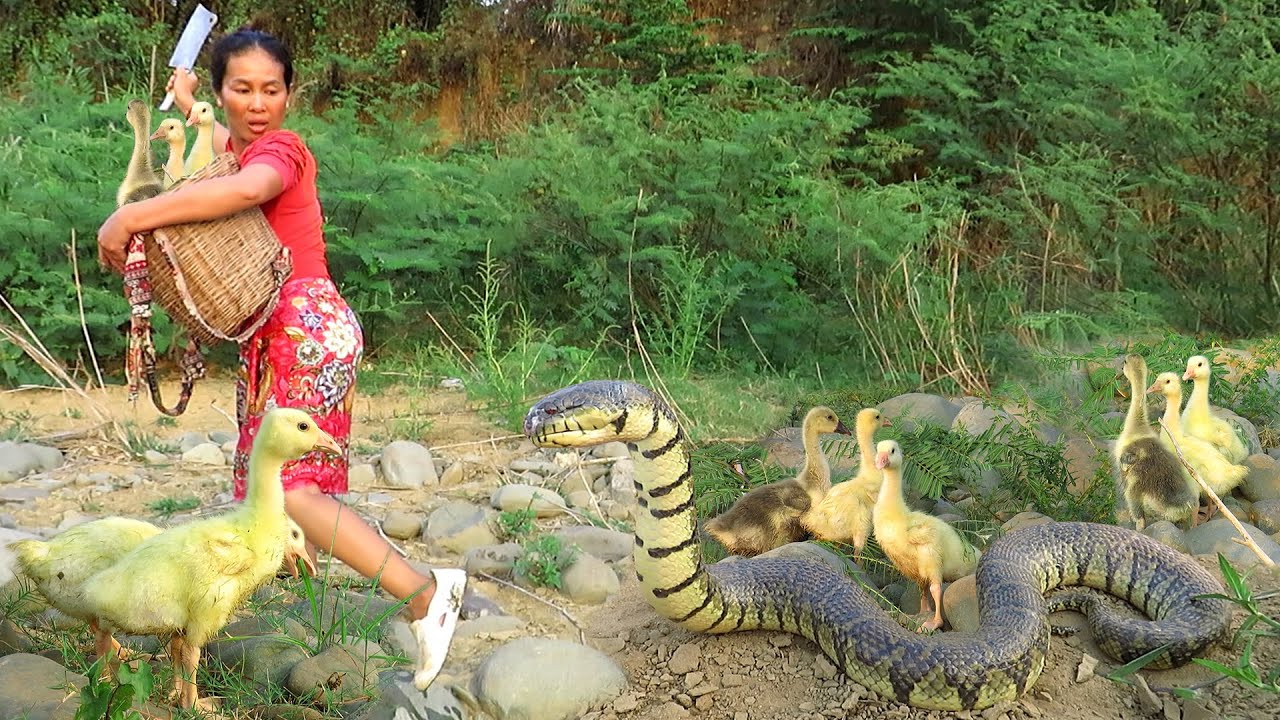 Woman rescues goose from snake attack - Beautiful geese - Big snake ...