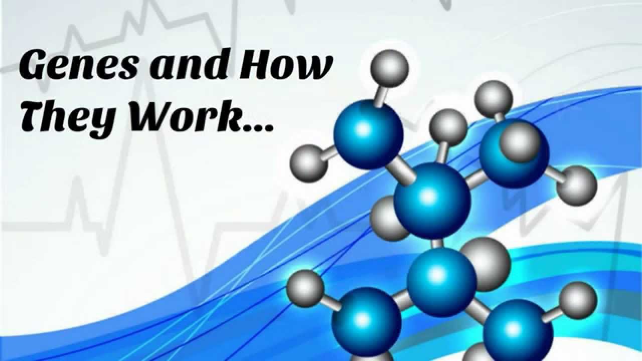 Genes & How They Work - YouTube