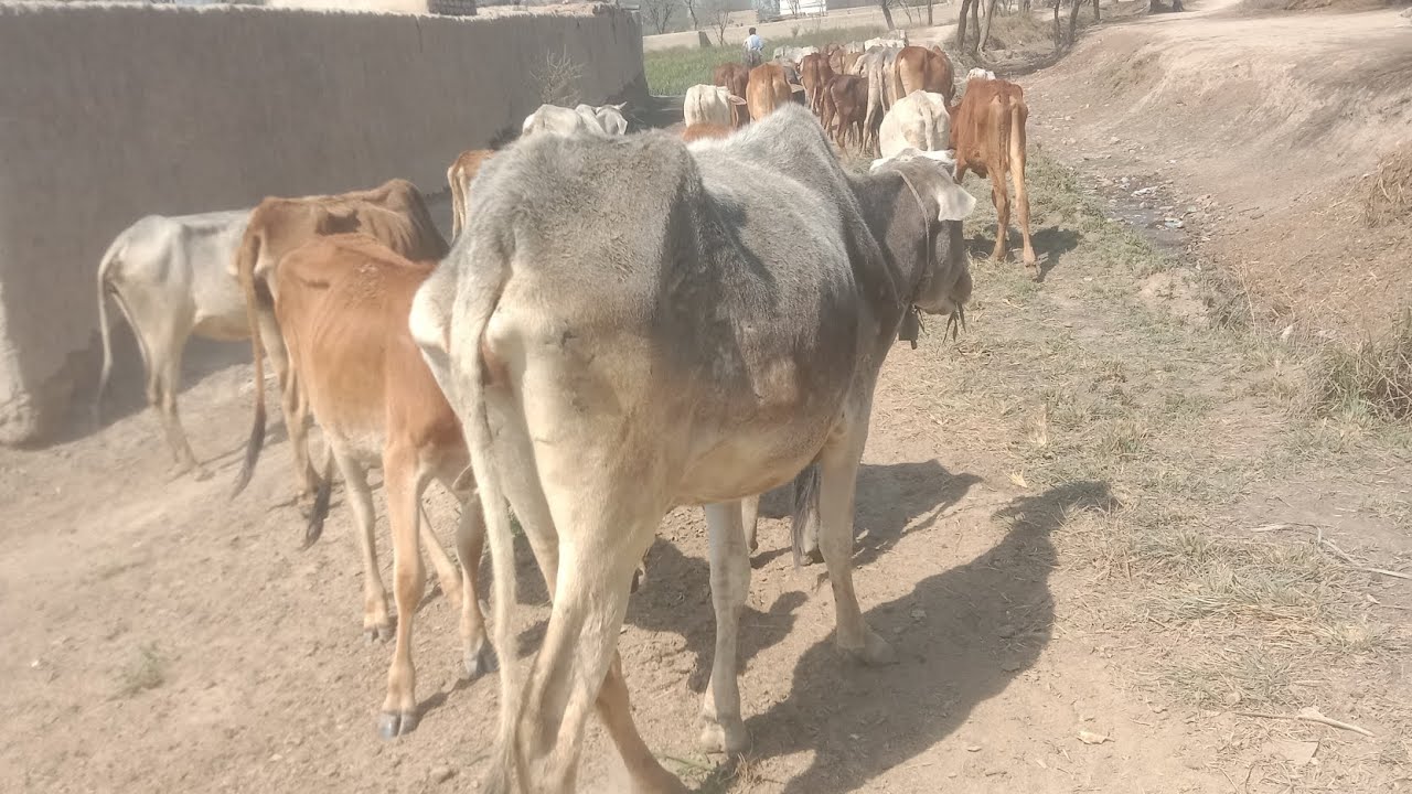 3 Powerful Bull 🐂 fast time with a Strong Cow in a village 😜 - YouTube