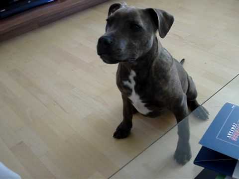 Amstaff BaBy so cute.. try to say i love u - YouTube