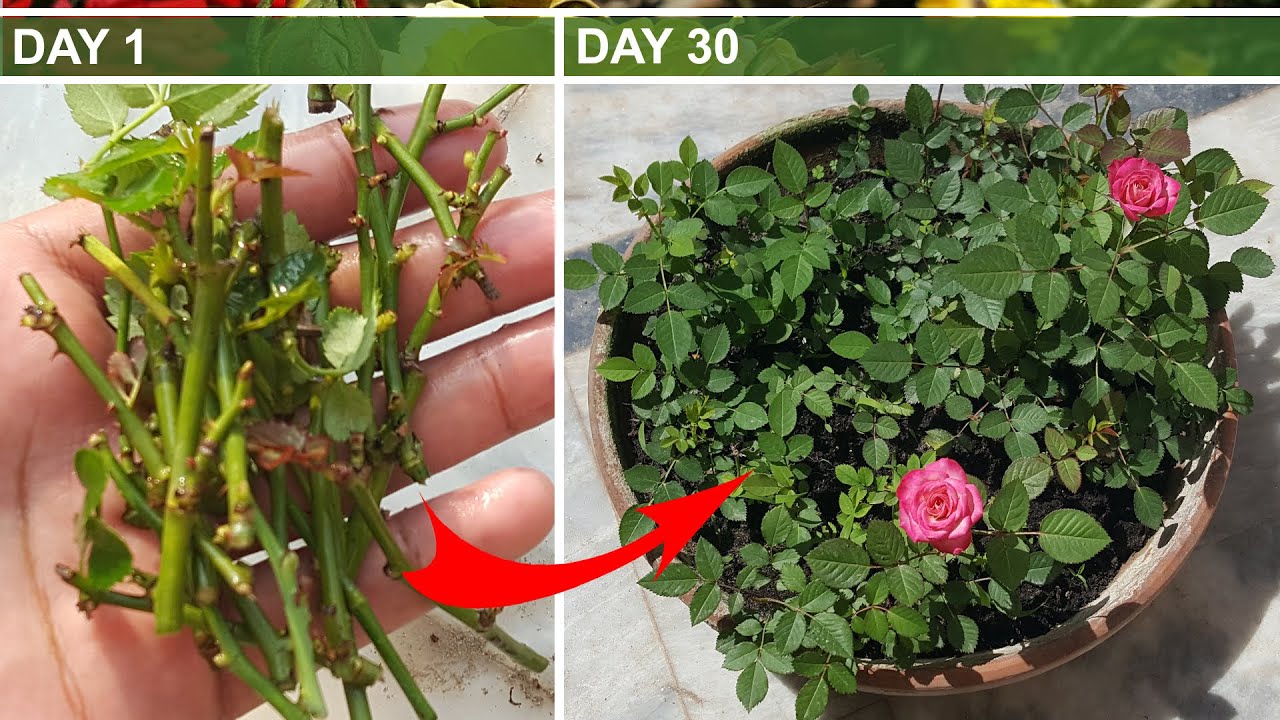 How to Grow Roses From Cuttings Fast and Easy Method - YouTube