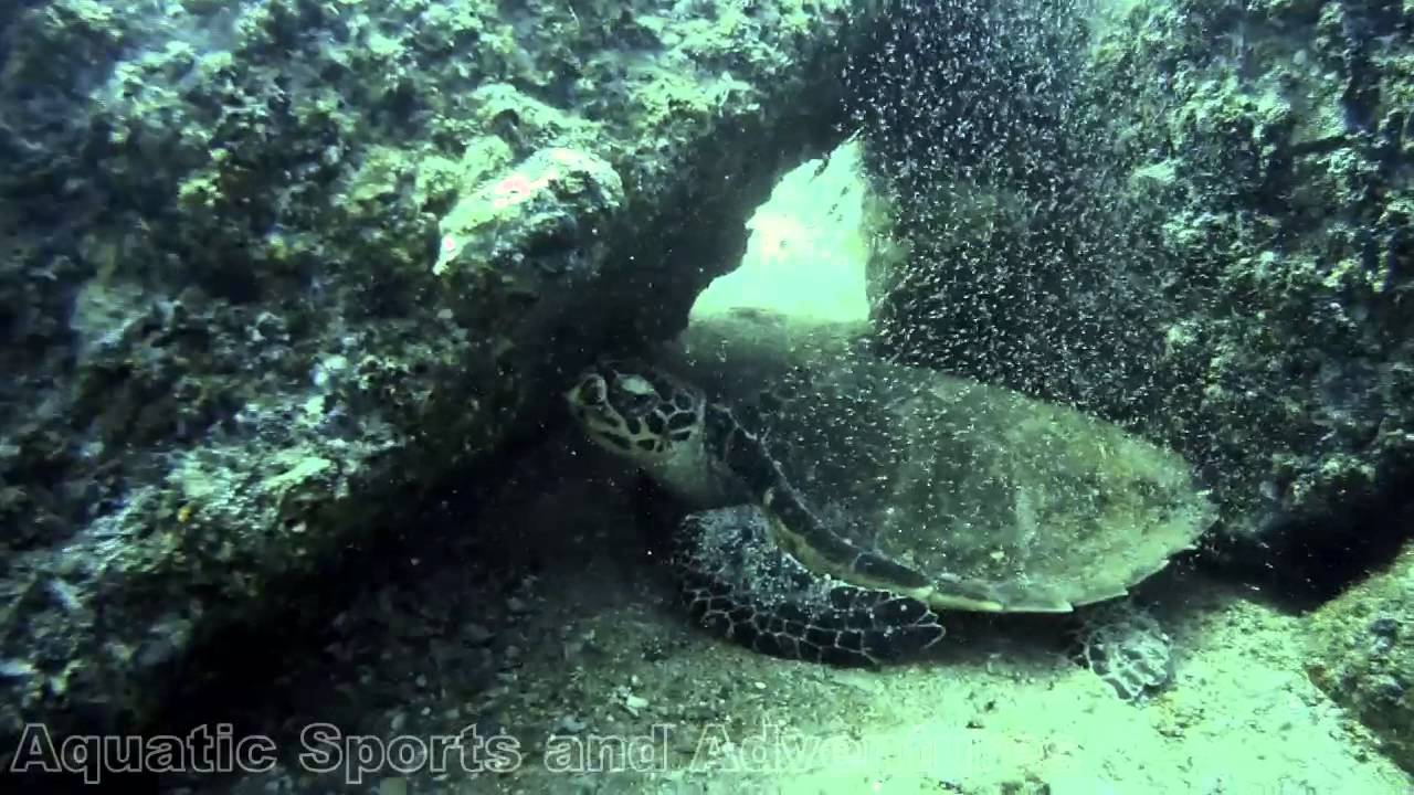Dive Manzanillo with Aquatic Sports and Adventures - YouTube