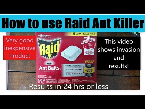 Raid Ant Killer Review - YouTube