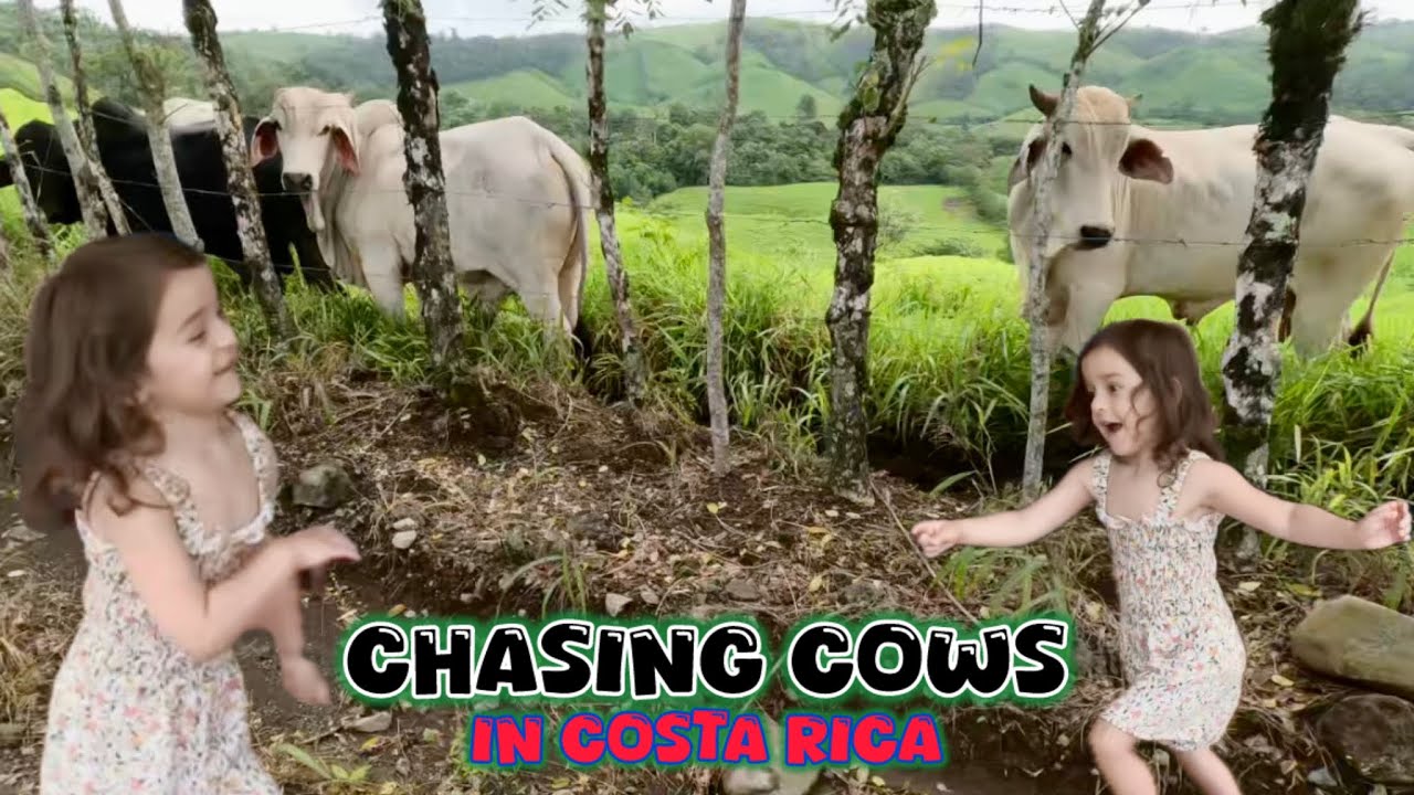 Chasing Cows! 🐮🐄 Kids Videos for Kids #costarica #puravida #cows #kidsvideo #funny #cute # ...