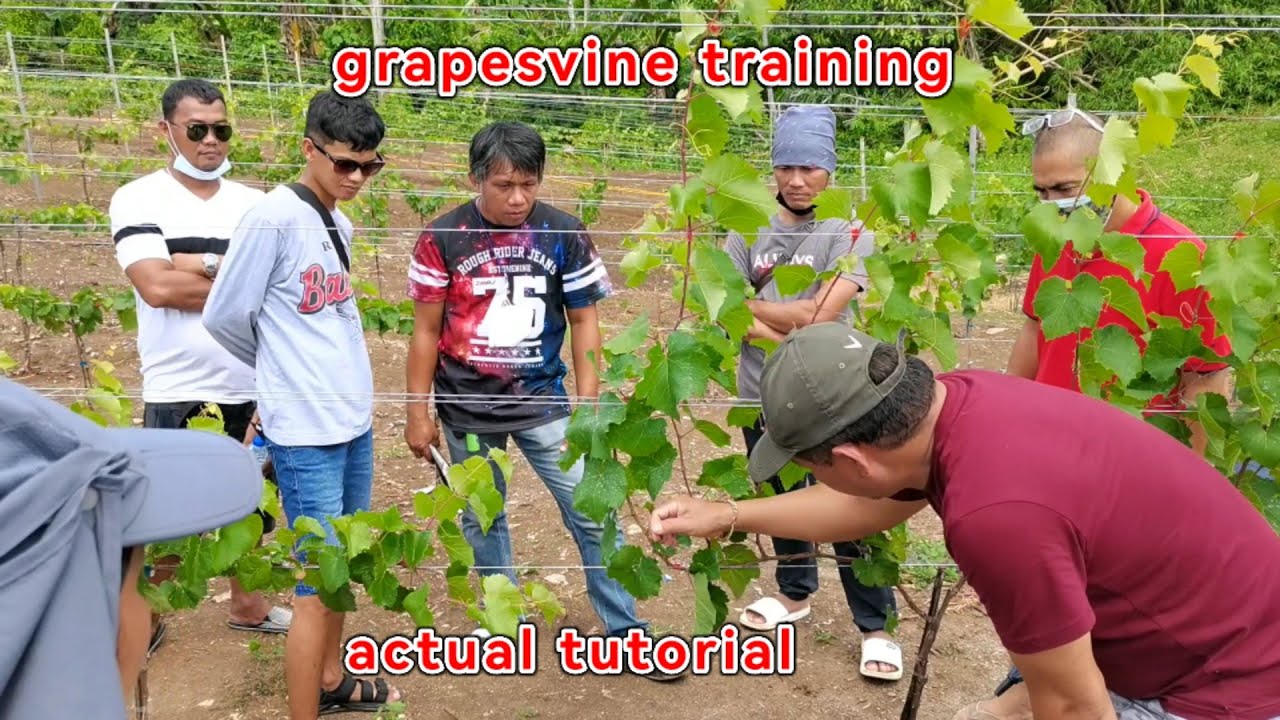 GRAPESVINE TRAINING | VERTICAL SHOOT POSITIONING PART 4 - YouTube