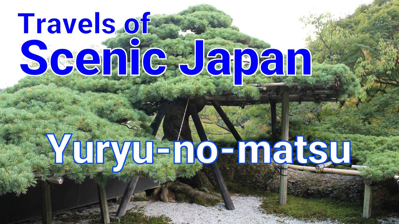 241 Yuryu-no-Matsu in Kyoto pref./ Travels of Scenic Japan / Tabiator ...
