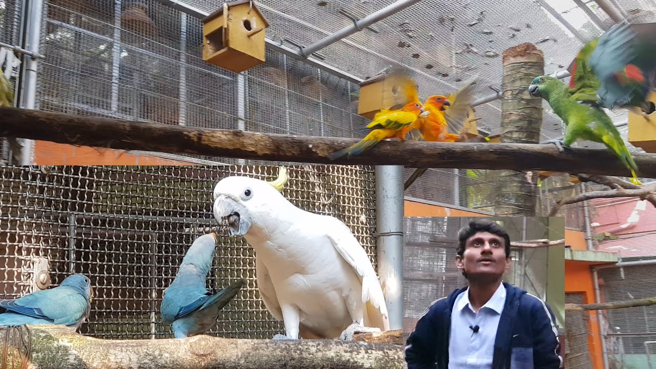 How To Take Care Of Birds / Separate Cages Breeding Setup Of Small ...