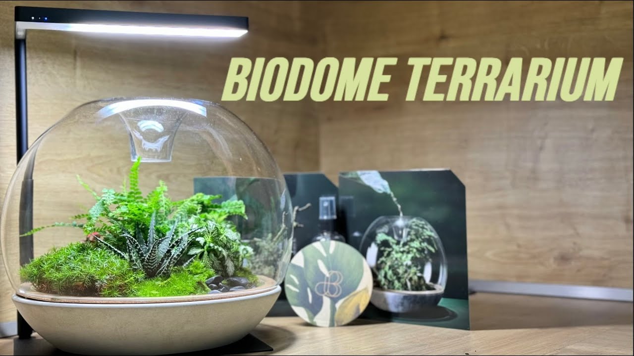 How To Make A Biodome Terrarium Step By Step Tutorial - YouTube