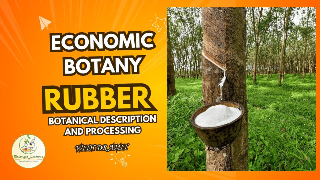 Botanical Description & Processing of Rubber - YouTube
