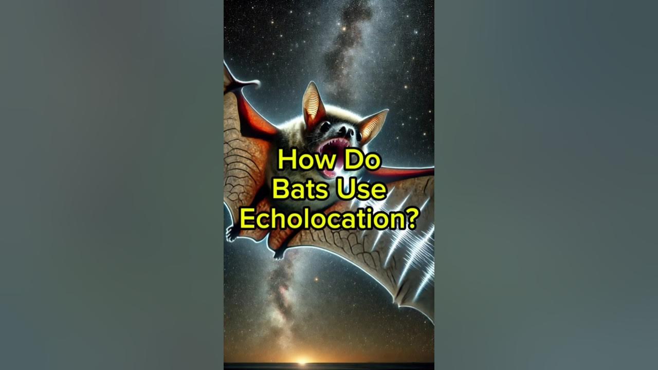 How Do Bats Use Echolocation? Exploring Their Amazing Night Vision with ...