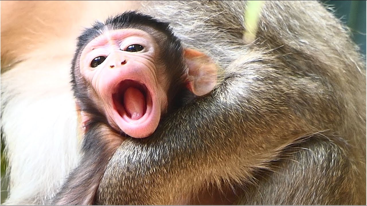 Day By Day Little Nathan Look So Much Adorable. More Than Beautiful ...