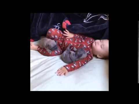 Uyuyan tatlı mı tatlı bebek ve yavru köpekler