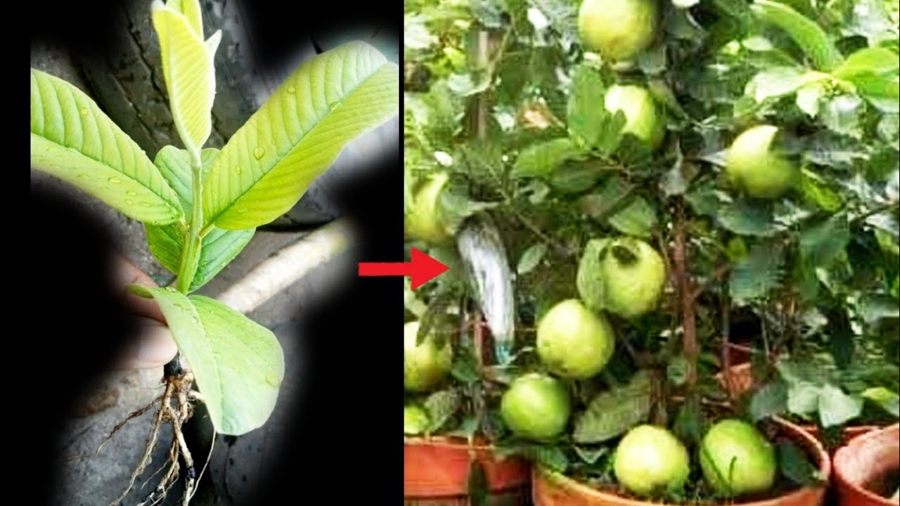 "Easy Ways to Cut Guava Stems with Cepokak: Practical Tips for ...