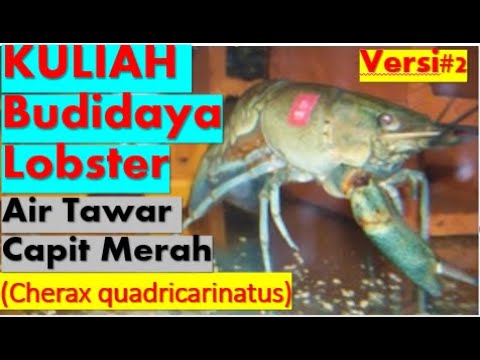 Budidaya Lobster Air Tawar (LAT) Capit Merah (Cherax quadricarinatus ...