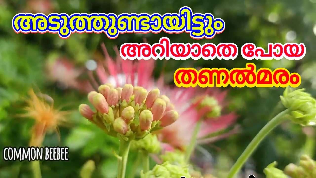 mazhamaram ഉറക്കം തൂങ്ങിമരം - YouTube