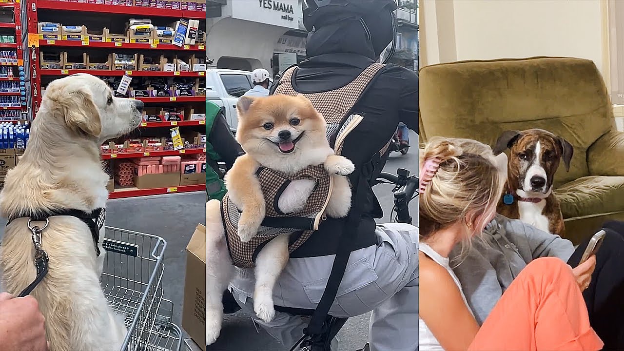 Dogs Doing Funny Things 😂 Best of June 2023 - YouTube