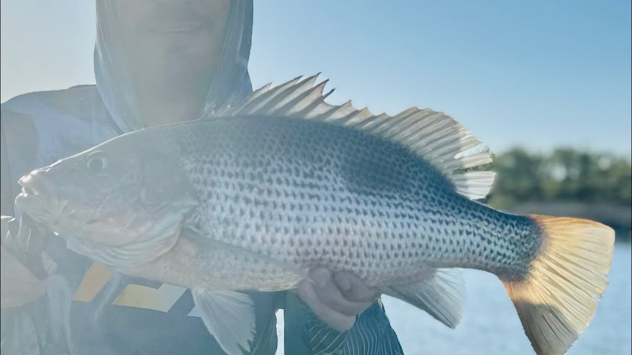 BARRAMUNDI | MANGROVE JACK | FINGERMARK NORTH QUEENSLAND #australia ...