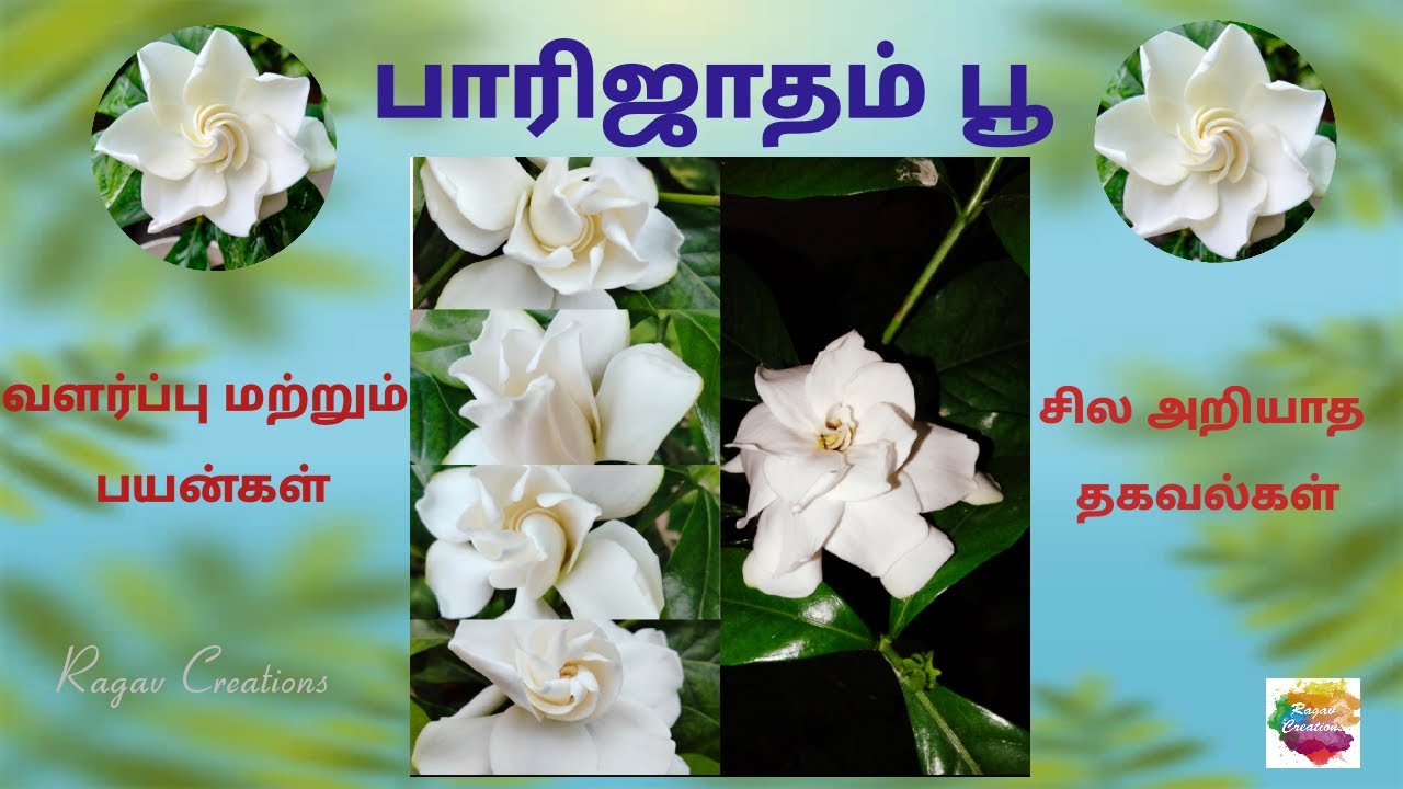 Parijatham || பாரிஜாதம் பூ || அறியாத தகவல்கள் , பயன்கள் - YouTube