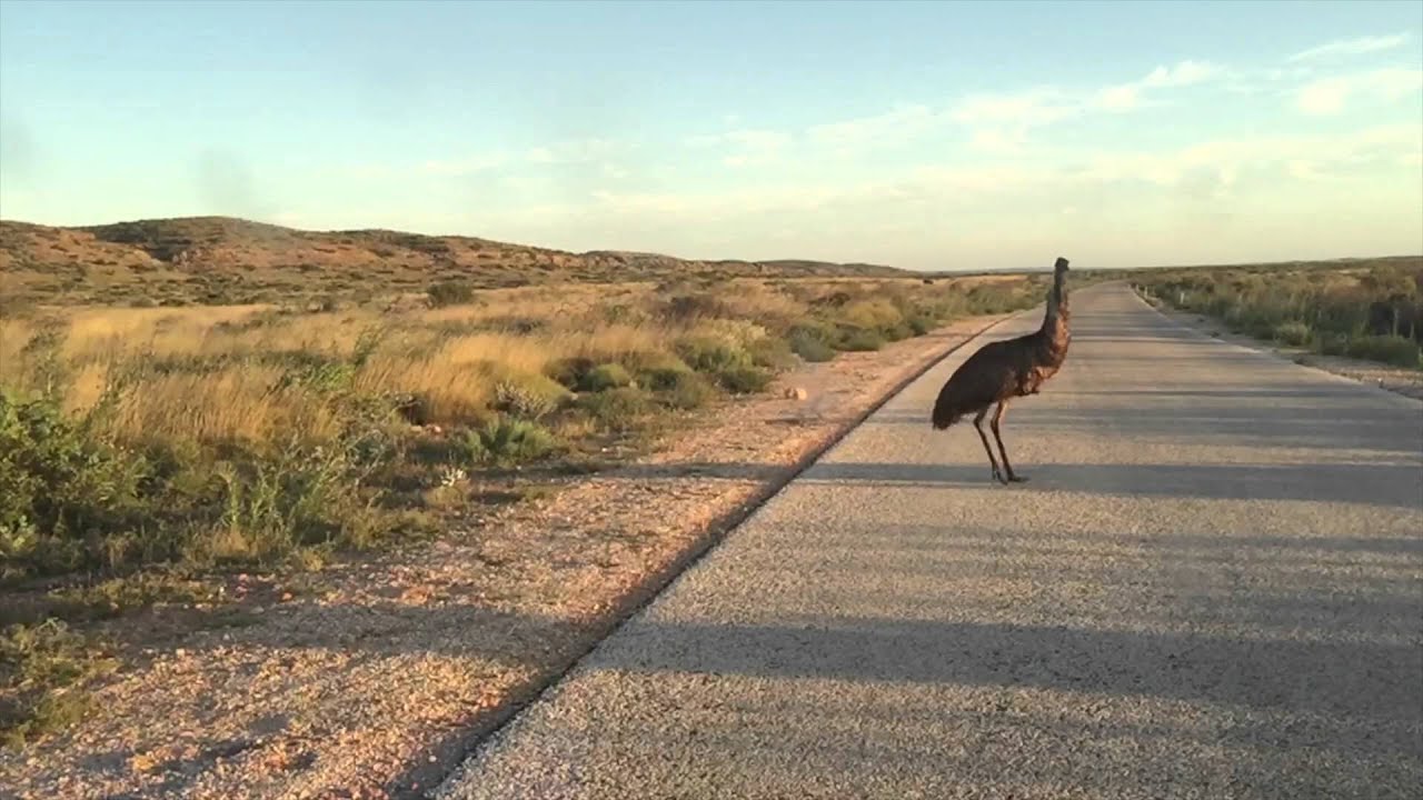 Emu Dance - Cape Range National Park - Western Australia - (Slow Motion ...