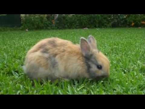 CUKI CONEJO ENANO - YouTube