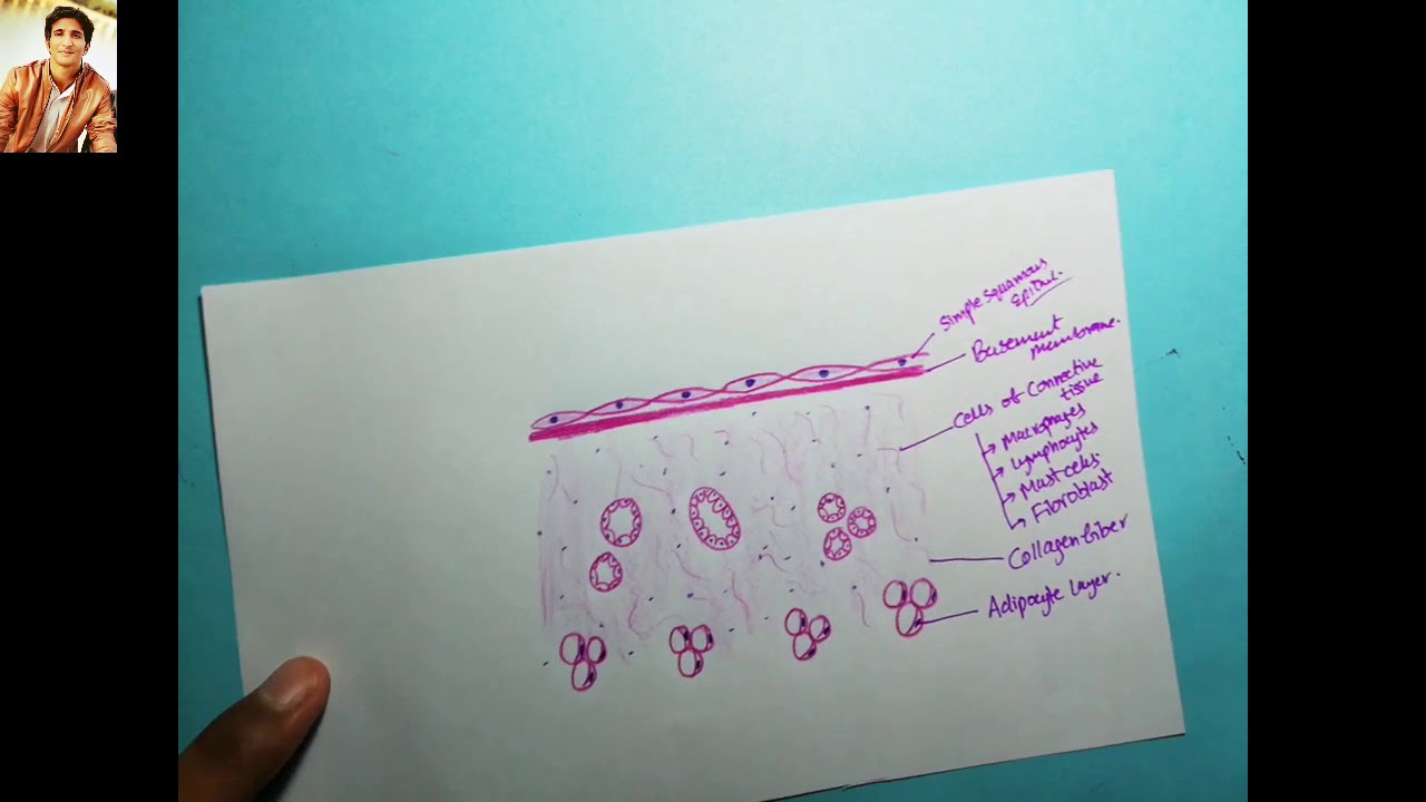 07 How to Draw Different Epithelium/Histology/1st Year MBBS Part B ...