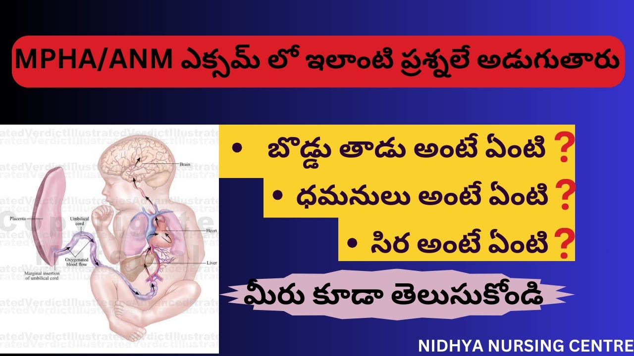 🩺 Midwifery | Fetal Circulation Explained in Detail | Easy & Clear ...