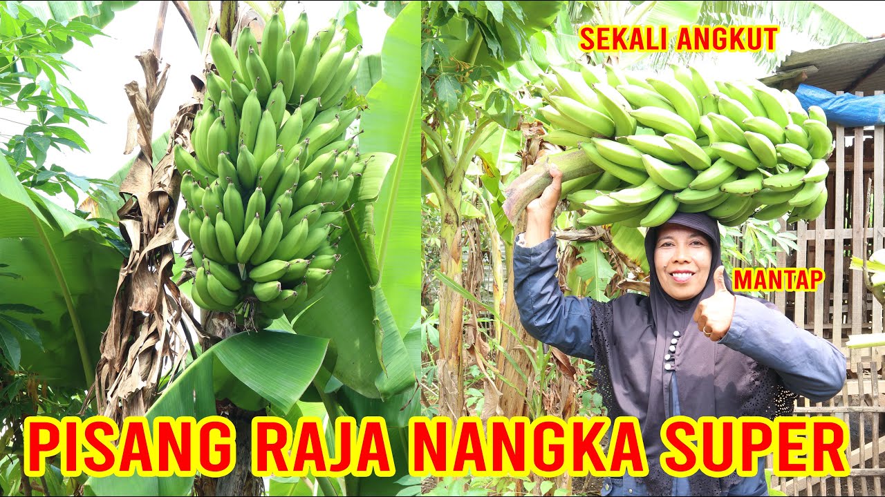 Pohon Pisang Raja