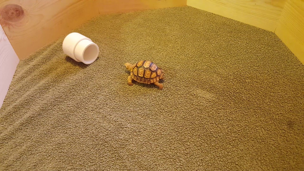 Tortoise Training 2/5/18 #2 - YouTube