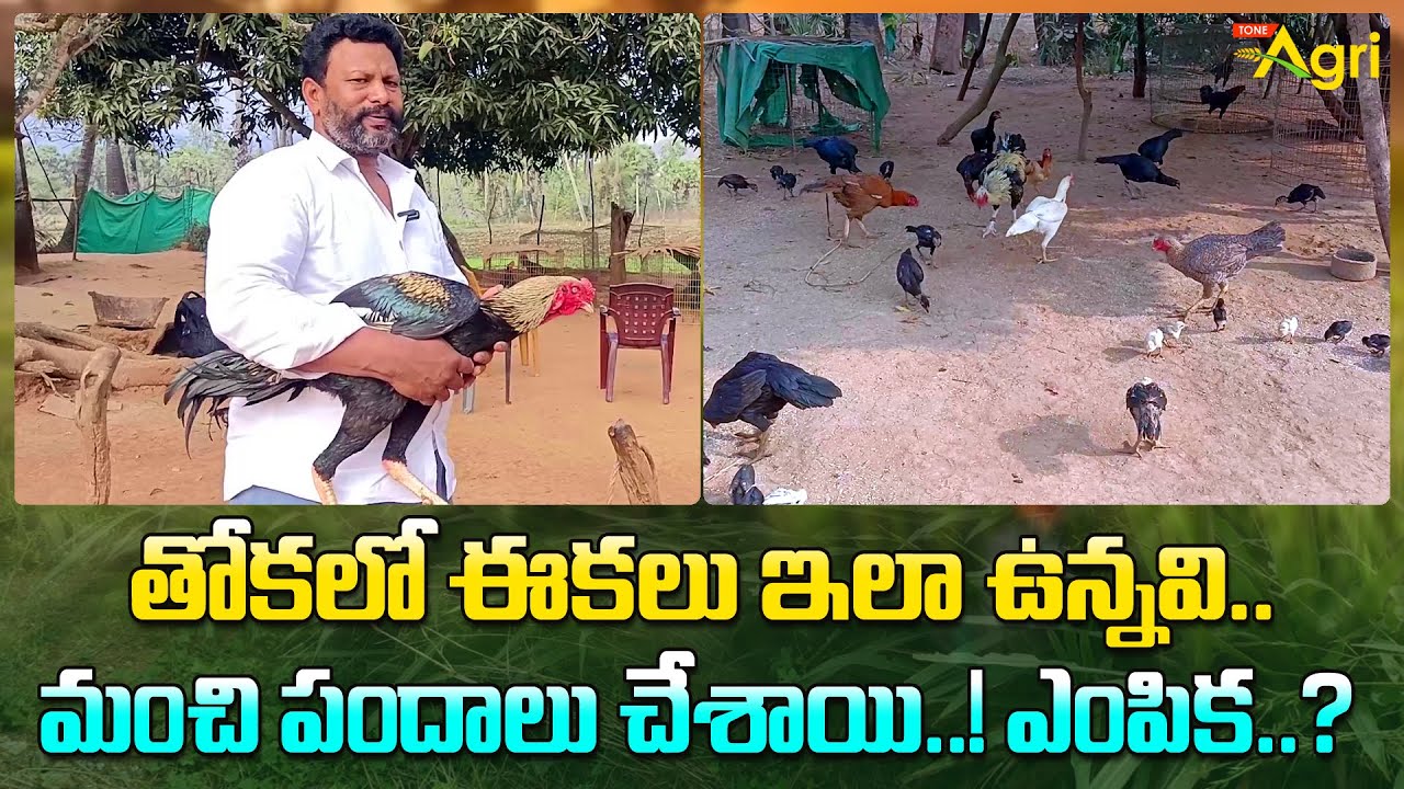Pandem Punju Feathers Guide | తోకలో ఈకలు ఇలా ఉన్నవి.. మంచి పందాలు ...